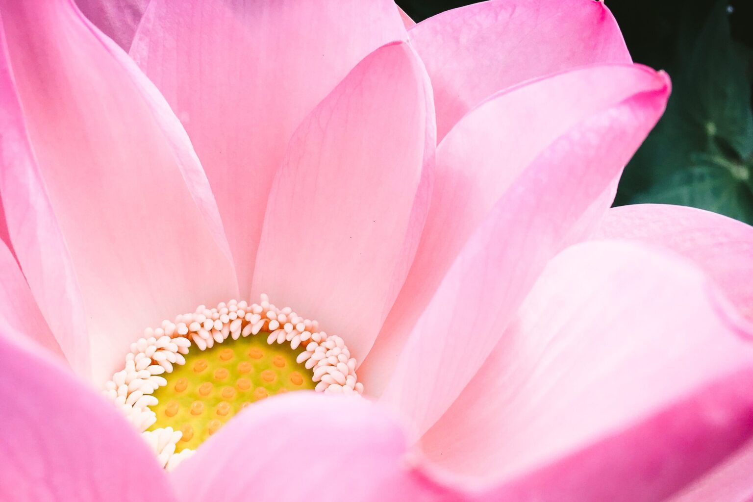 How To Grow The Sacred Lotus – The Blue Lotus Shop