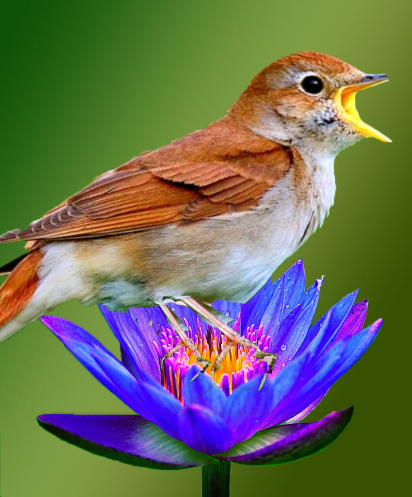 The History of the Blue Lotus – The Blue Lotus Shop